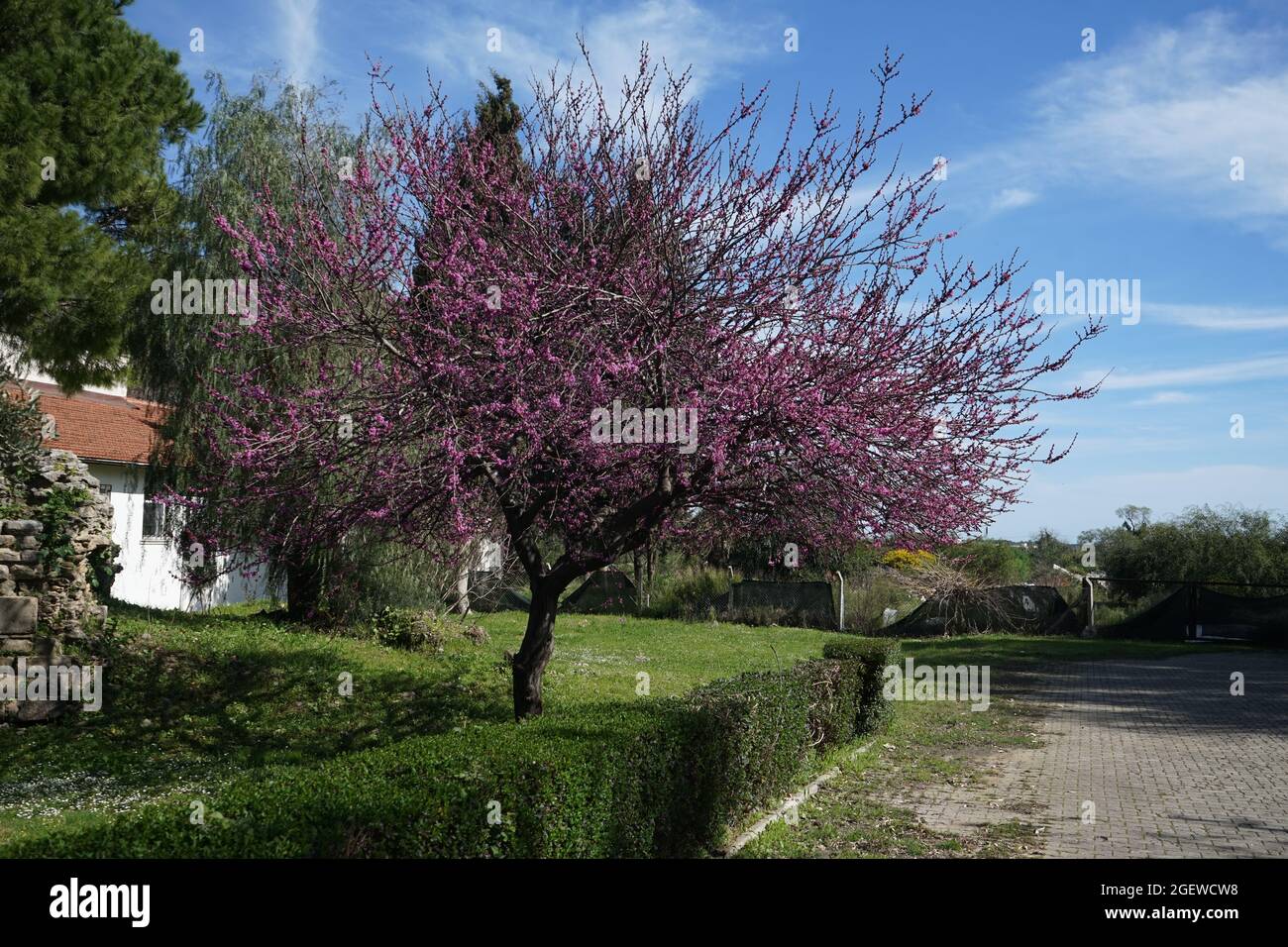 Beautiful purple Judas tree in a yard on a sunny day Stock Photo - Alamy