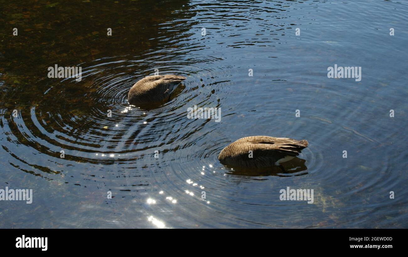 Funny scene with two mallards with their heads in the water Stock Photo ...
