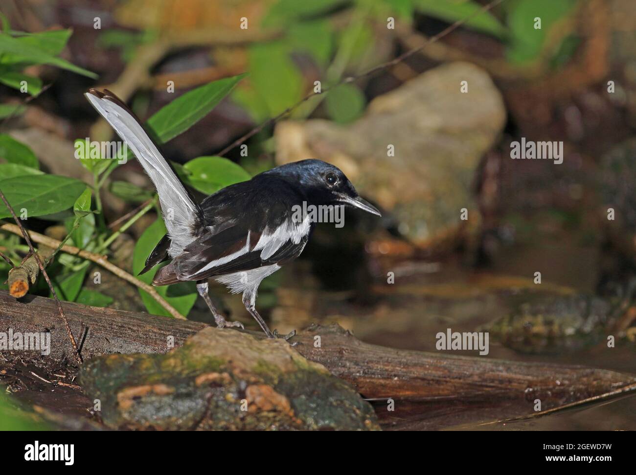 Oriental Magpie-robin (Copsychus saularis) adult male by woodland pool ...