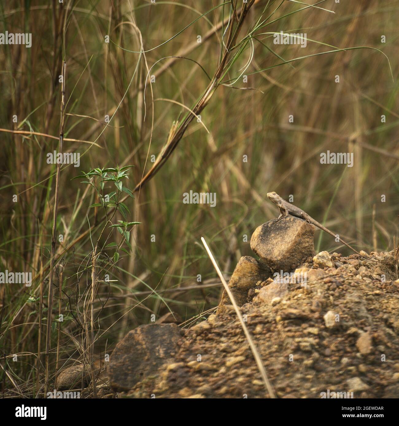 Little lizard long tail hi-res stock photography and images - Alamy