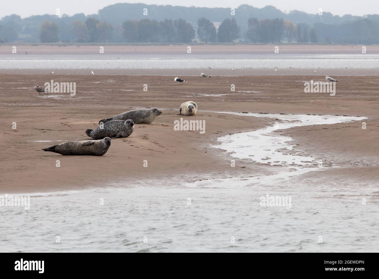 East anglia wildlife hi-res stock photography and images - Alamy