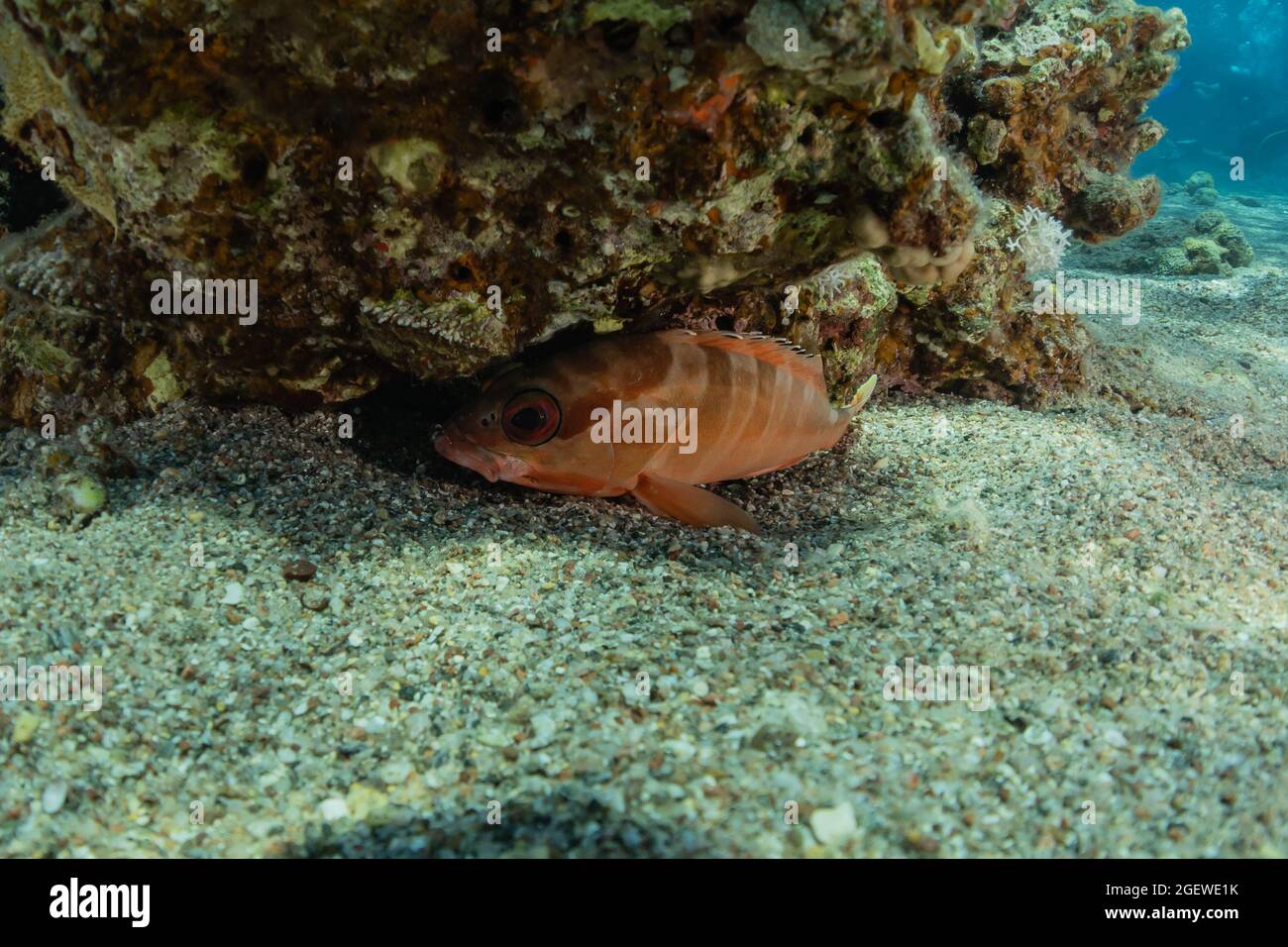 Fish swim in the Red Sea, colorful fish, Eilat Israel Stock Photo - Alamy