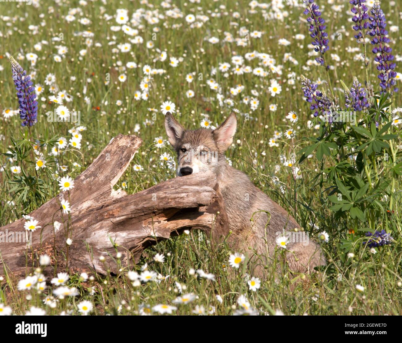 Grey wolf sitting hi-res stock photography and images - Alamy