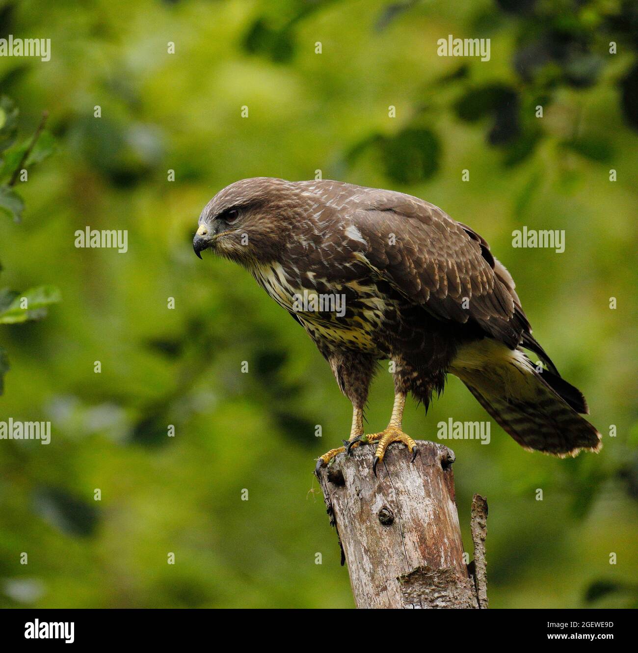 Photographing buzzards hi-res stock photography and images - Alamy