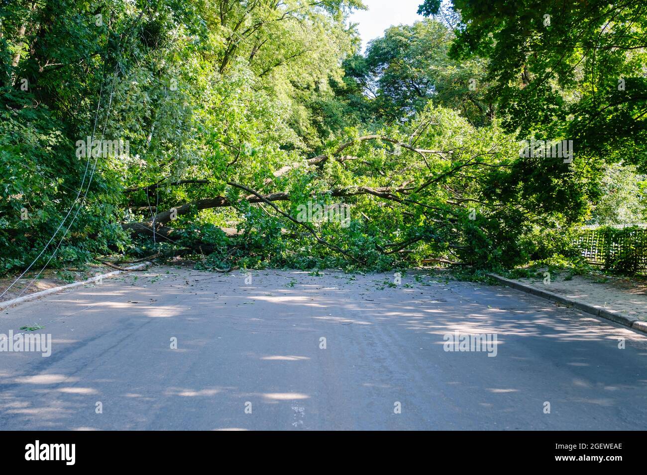 A huge oak tree fell across the road and completely blocked it Stock ...