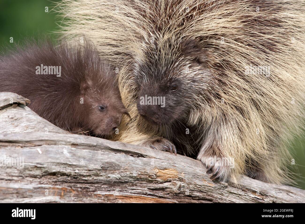 Baby Porcupine Face