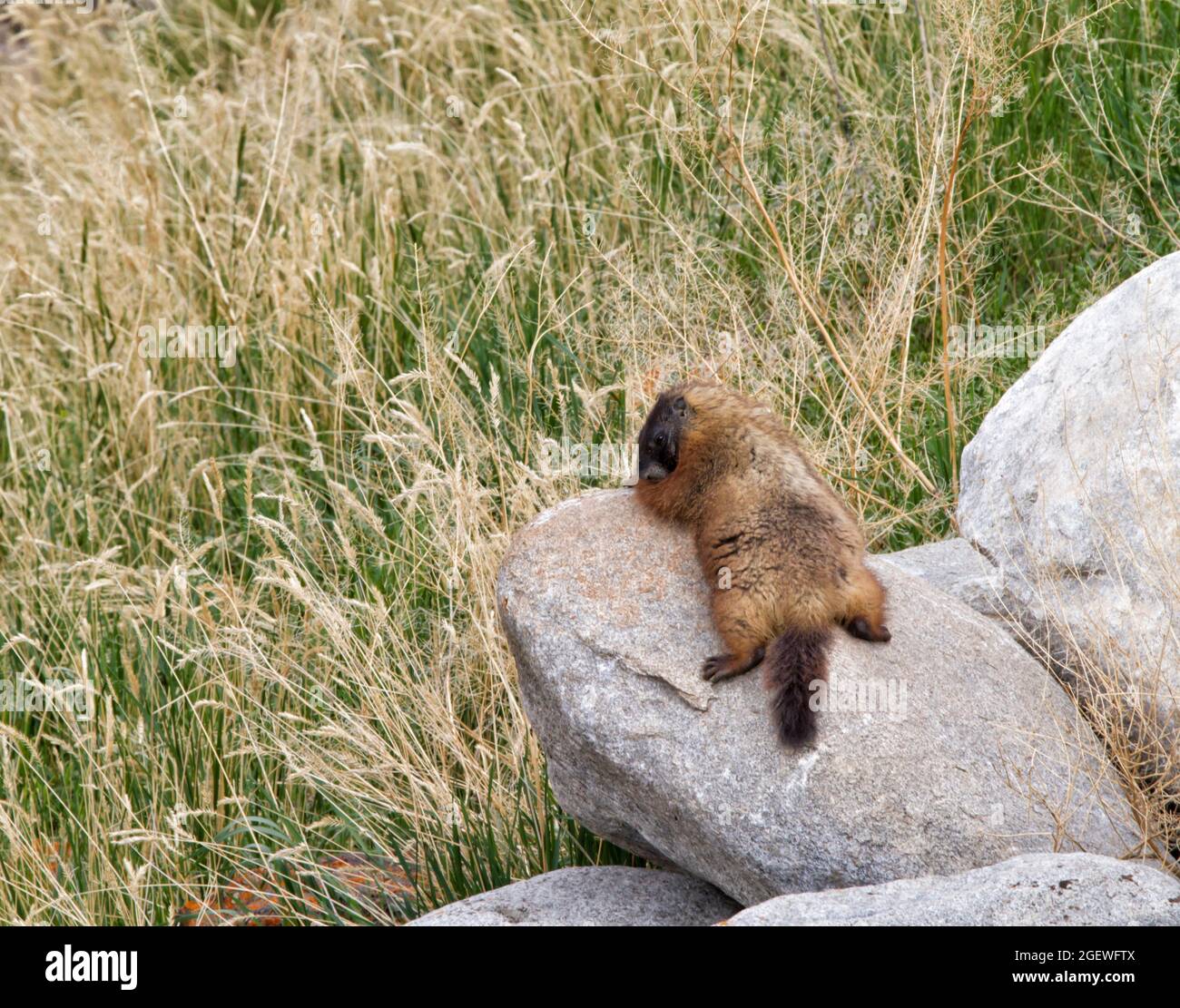 Yellow-bellied Marmot Sunbathing Stock Photo - Alamy