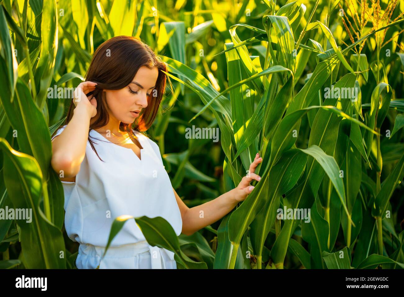 Young beautiful woman with brown hair in the corn field Stock Photo - Alamy