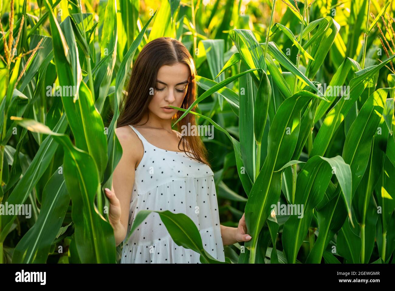 Young beautiful woman in white dress in corn field Stock Photo - Alamy