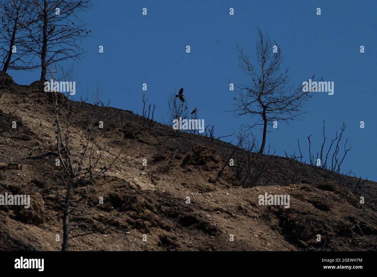 Only birds hi-res stock photography and images - Alamy