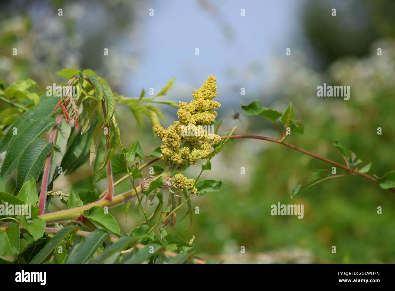 Yellow sumac hi-res stock photography and images - Alamy