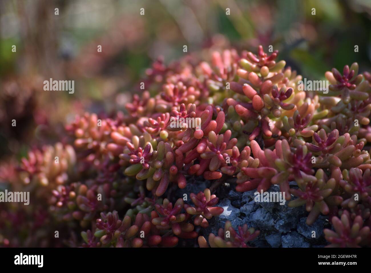 white Stonecrop in a reddish Summer dress Stock Photo - Alamy