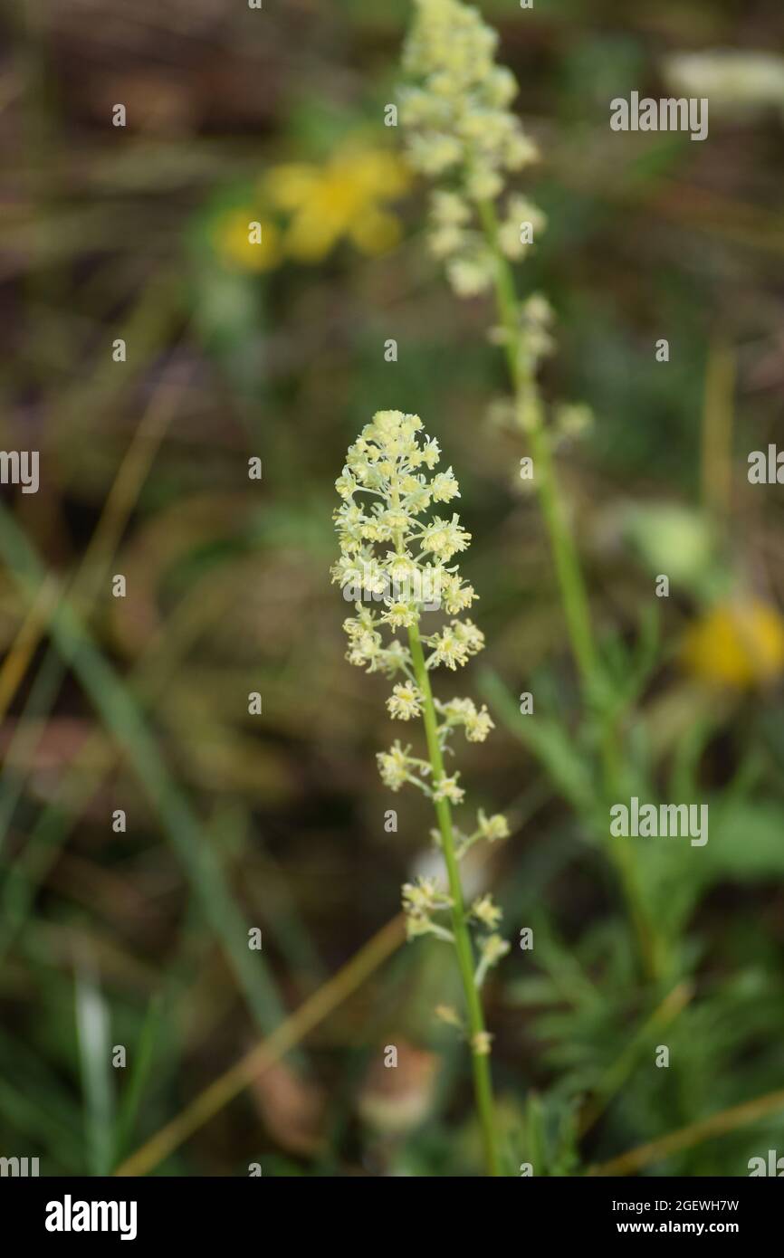 Wild mignonette reseda hi-res stock photography and images - Alamy