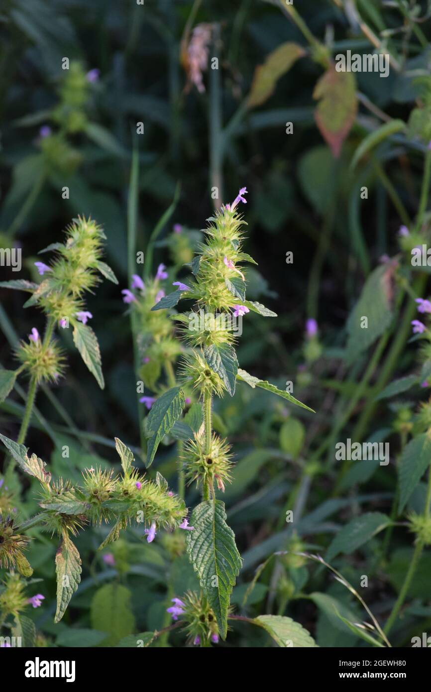the Blossom of the Hemp-nettle Stock Photo - Alamy