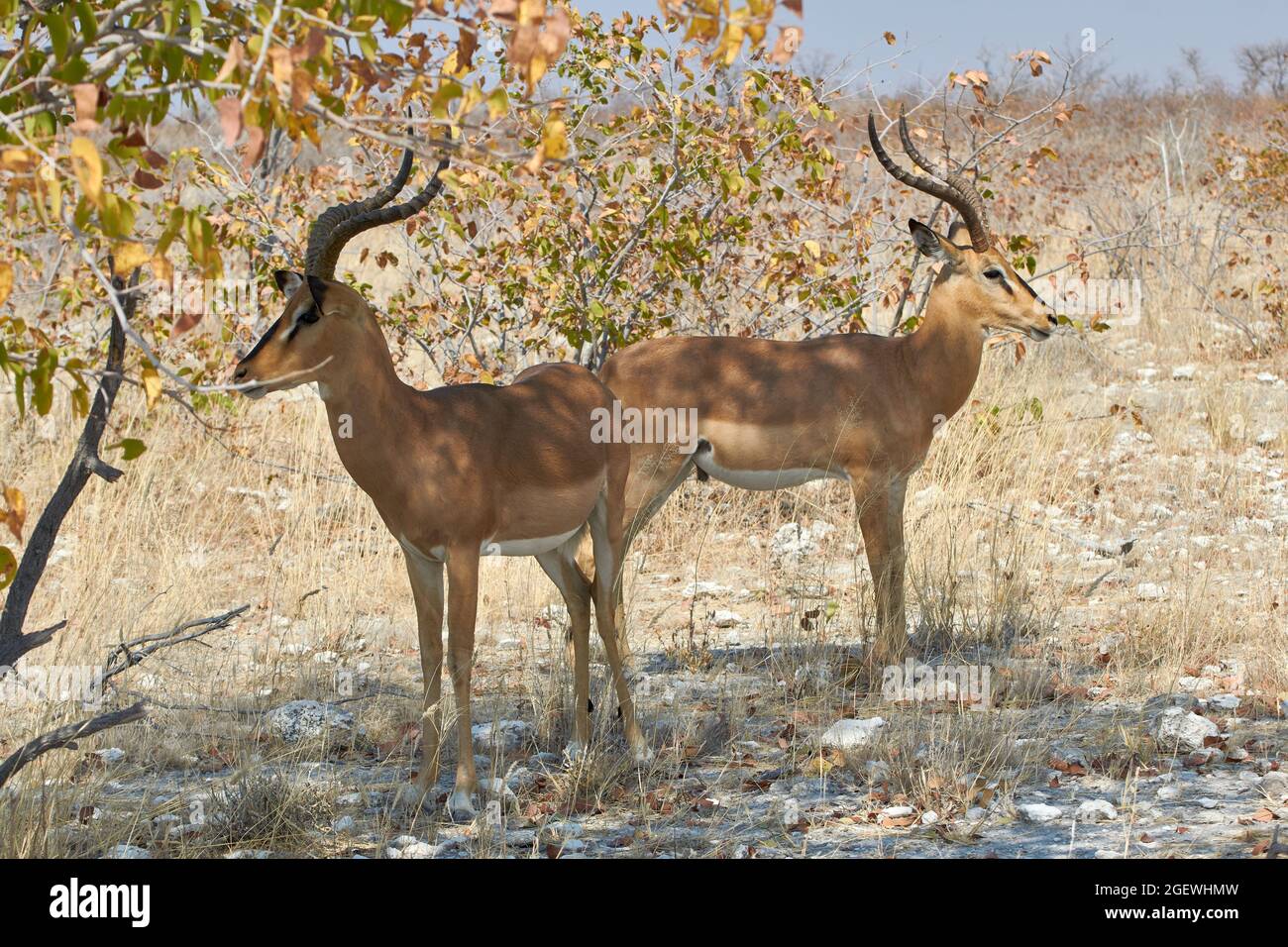 Antelopes hi-res stock photography and images - Alamy