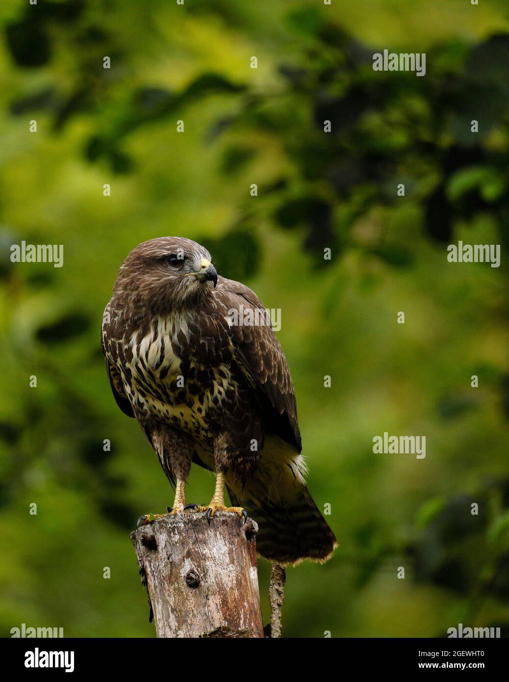 Photographing buzzards hi-res stock photography and images - Alamy