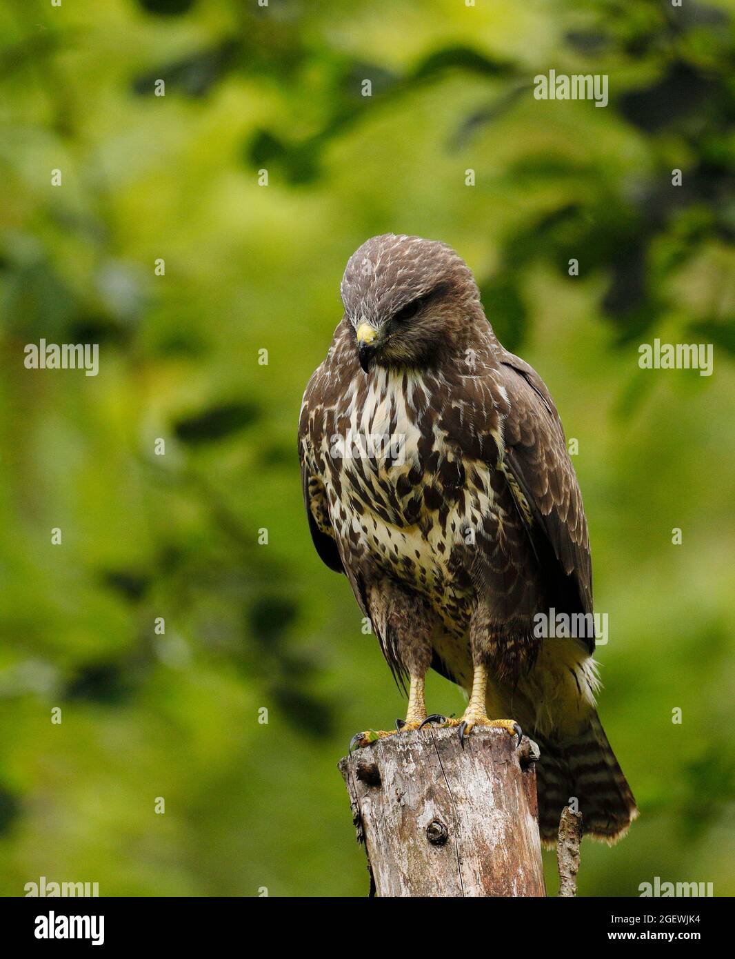 Photographing buzzards hi-res stock photography and images - Alamy