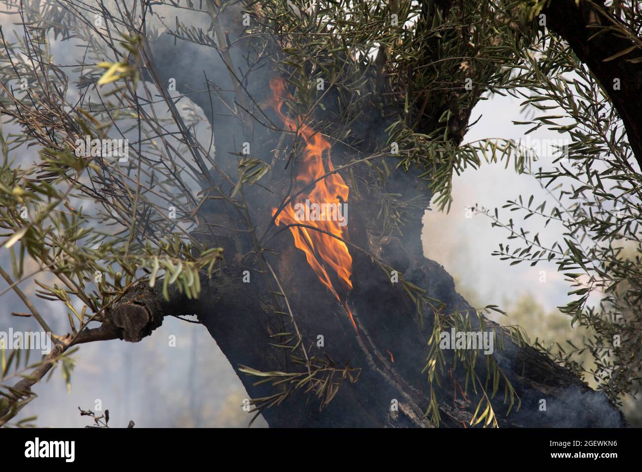 Kehries, Evia Island, Greece. 5th Aug, 2021. An Olive tree seen burning ...