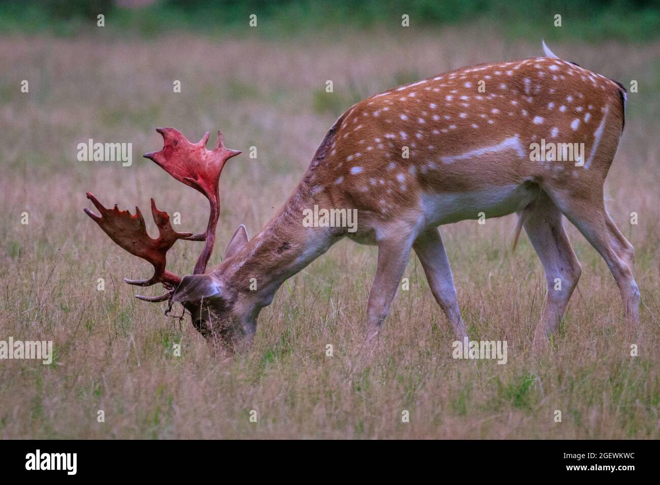 Blood shed hi-res stock photography and images - Alamy