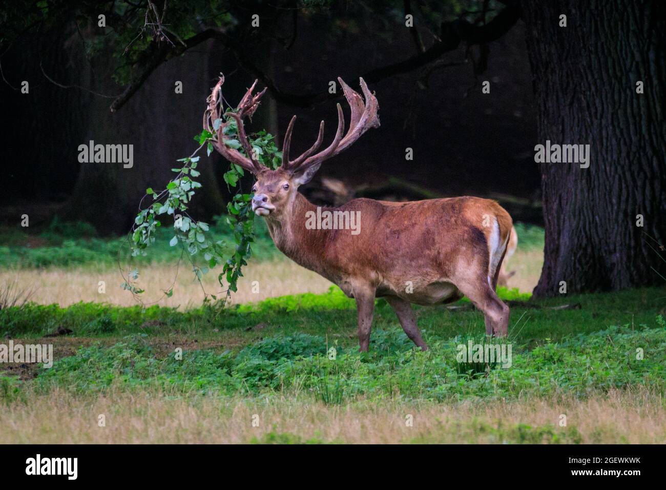 Red deer with bloody antlers hi-res stock photography and images - Alamy