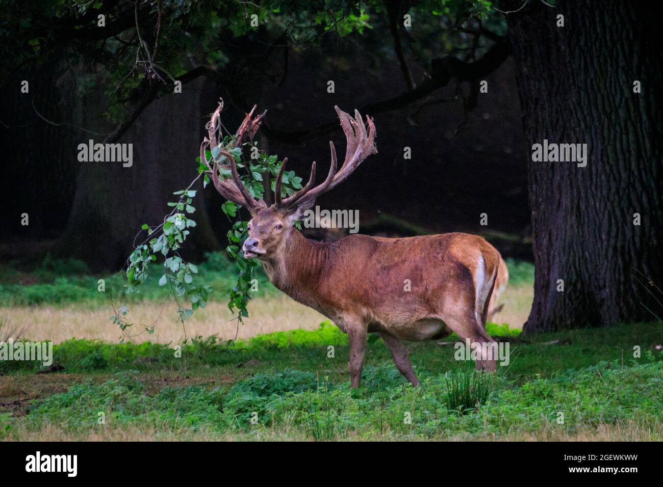 Red deer with bloody antlers hi-res stock photography and images - Alamy
