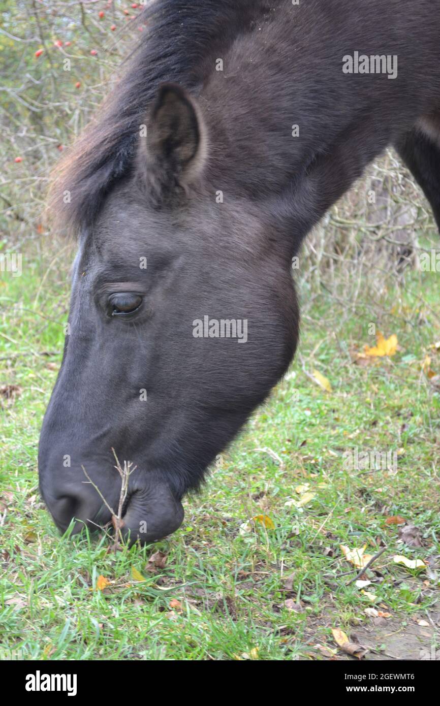 Black horses head hi-res stock photography and images - Alamy