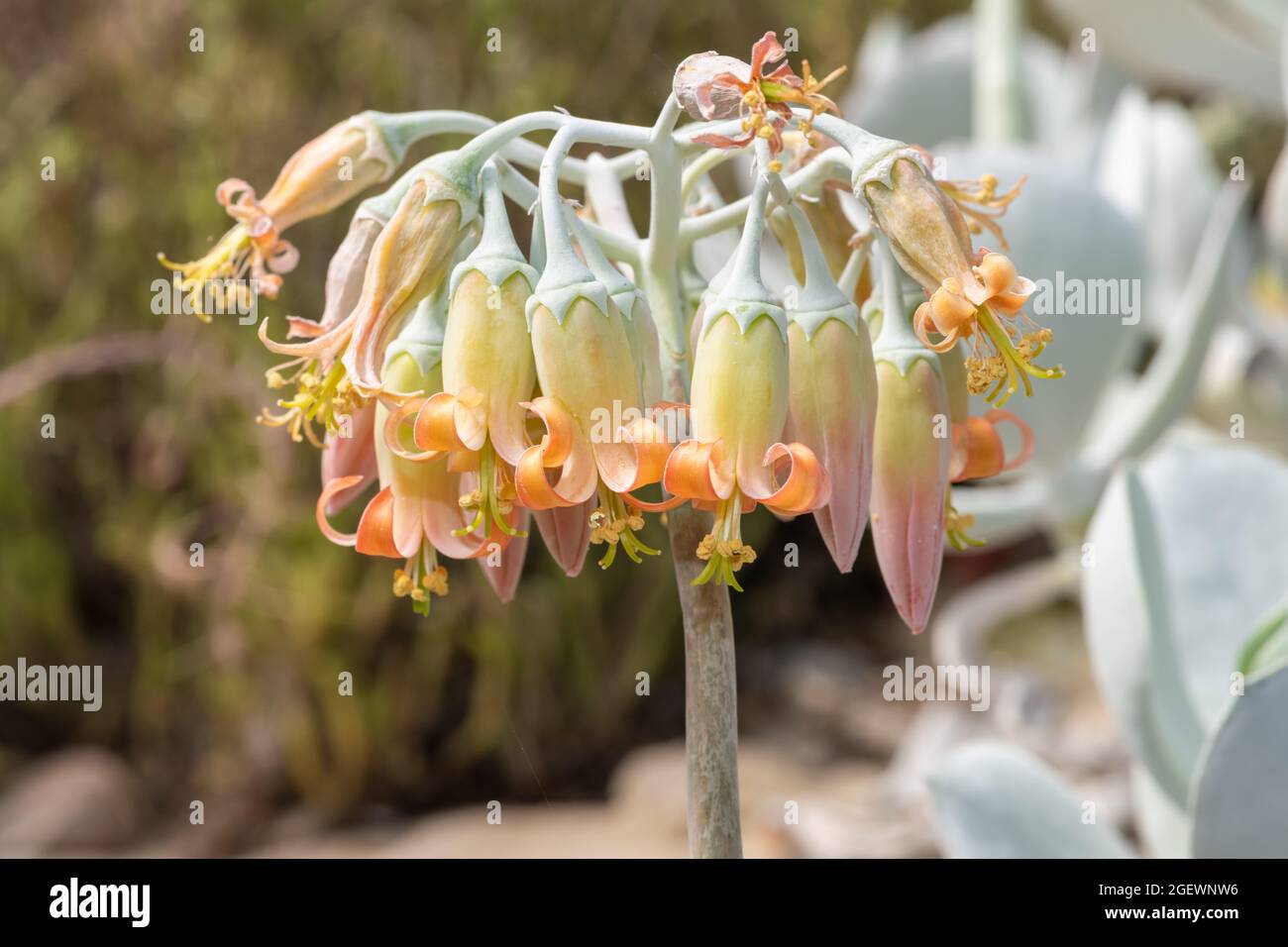 Close up of pigs ear (cotyledon orbiculata) flowers in bloom Stock ...