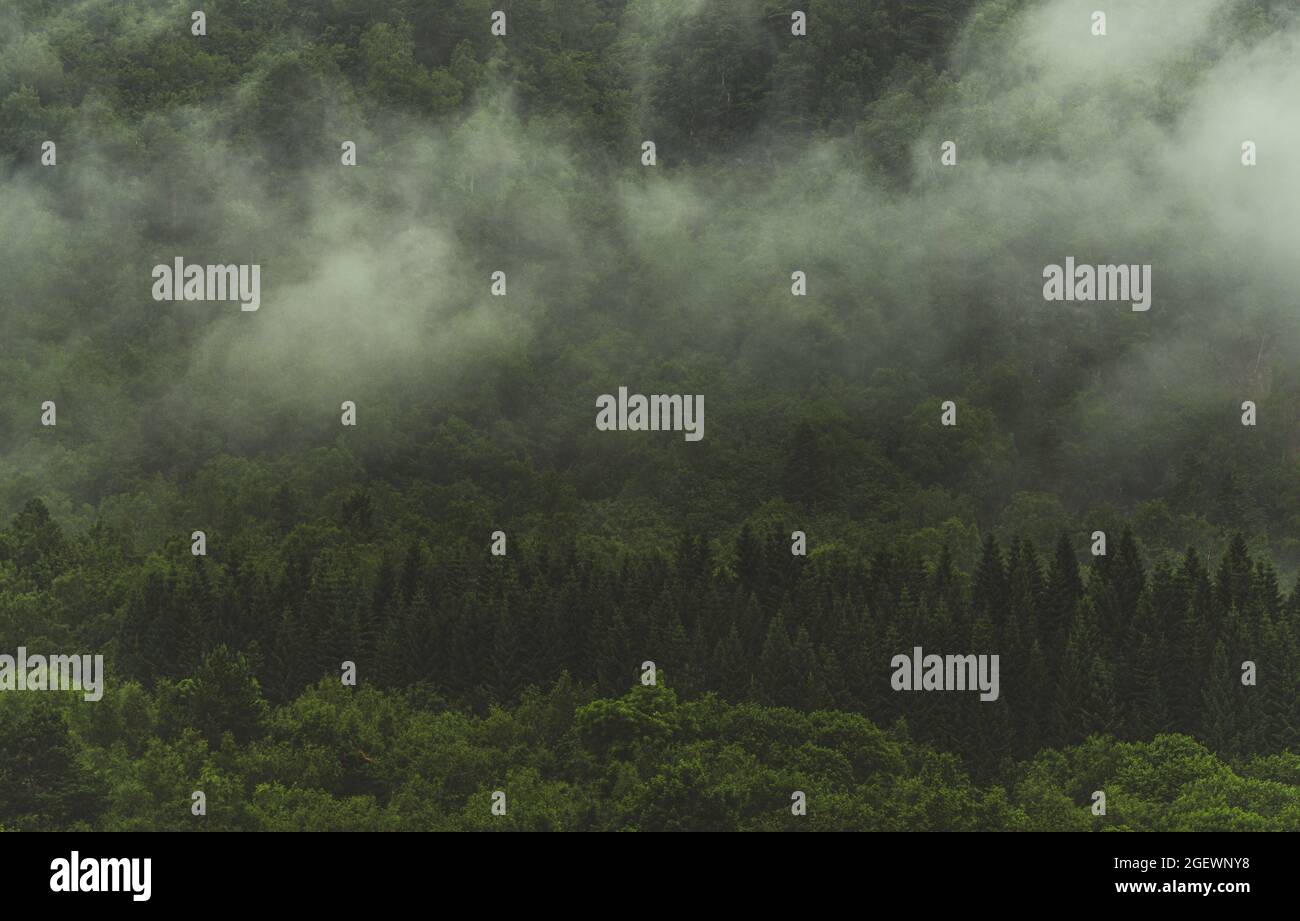 Alpine Forest Covered by Morning Fog Nature Landscape Stock Photo - Alamy