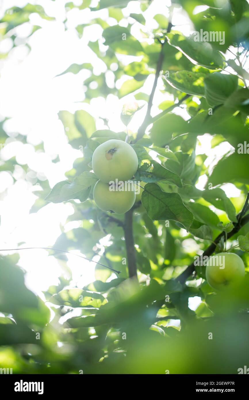 Greening early apples on the tree branch, orchard Stock Photo - Alamy