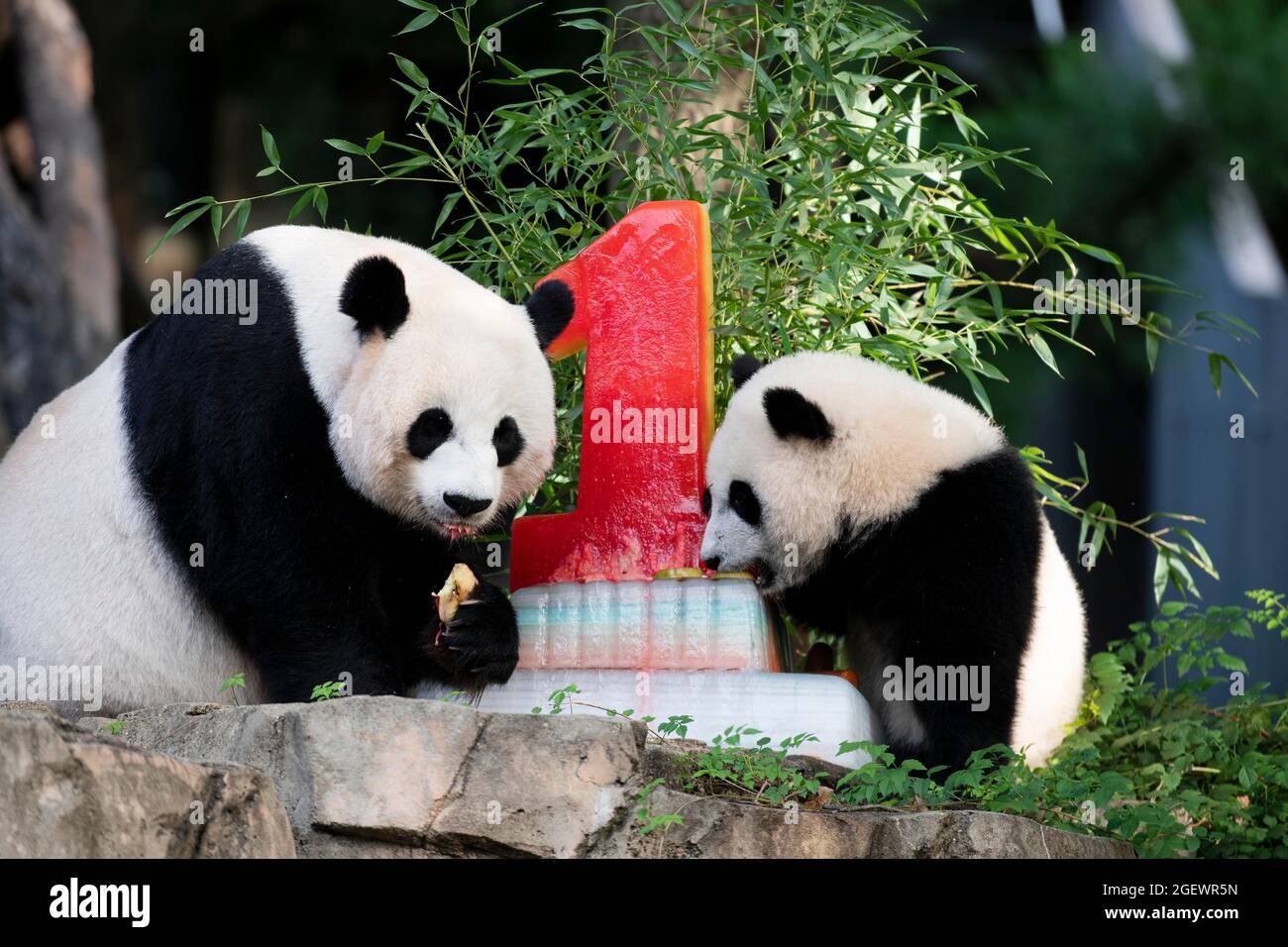 Xiao qi ji panda hi-res stock photography and images - Alamy