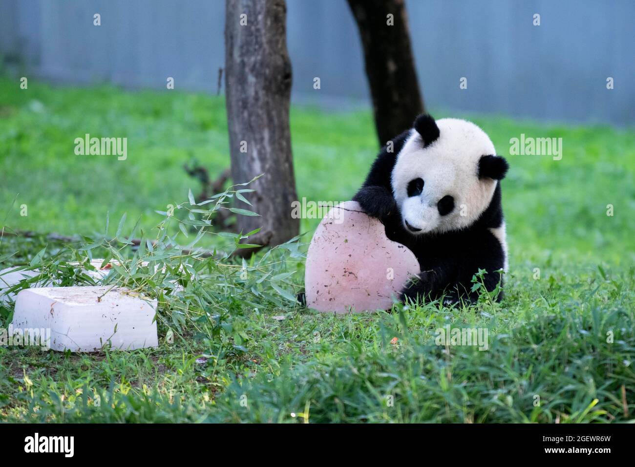Washington, USA. 21st Aug, 2021. Giant panda cub "Xiao Qi Ji" enjoys an ...