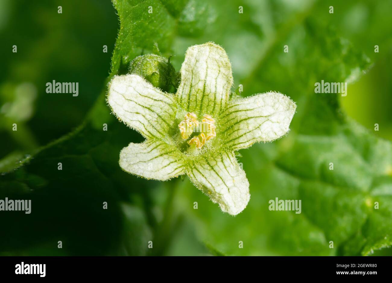 Bryony bryonia alba hi-res stock photography and images - Alamy