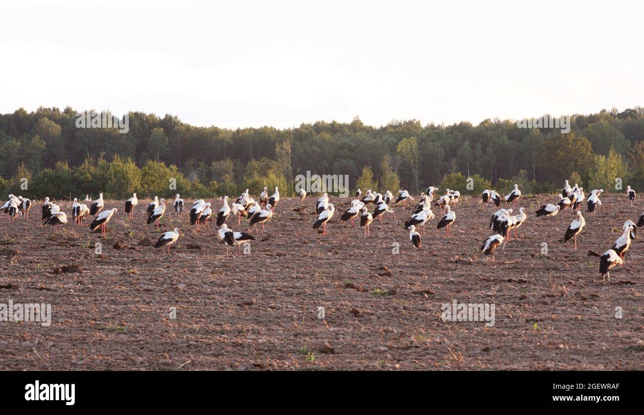 Bird sleeping places hi-res stock photography and images - Alamy