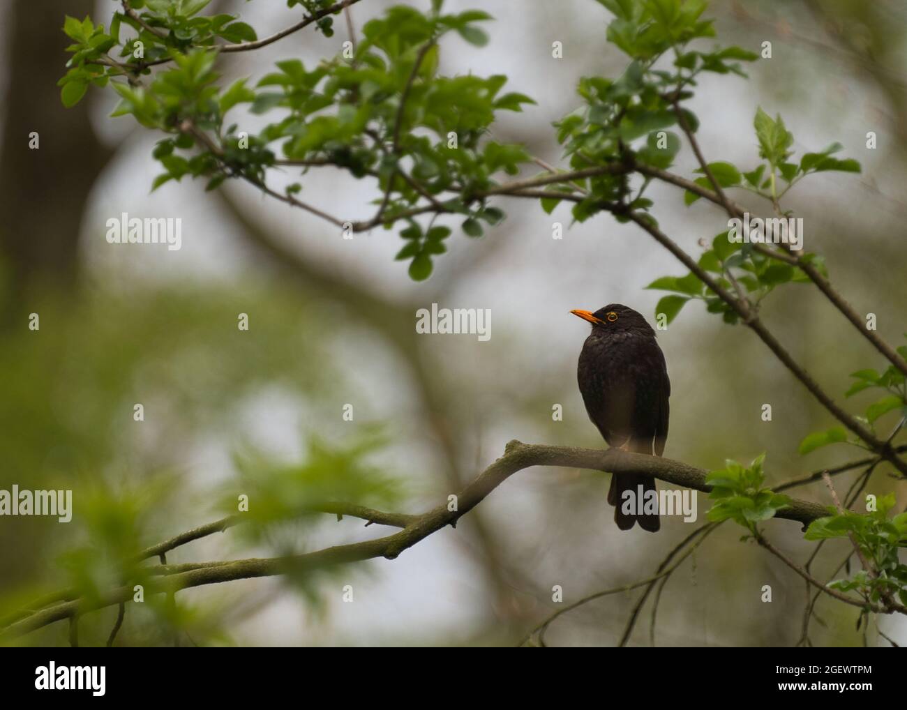 Soft focus of a common blackbird perched on a tree branch in the forest ...