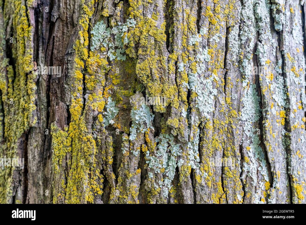 Beautiful blend of both yellow and a grayish green lichen growning on a ...