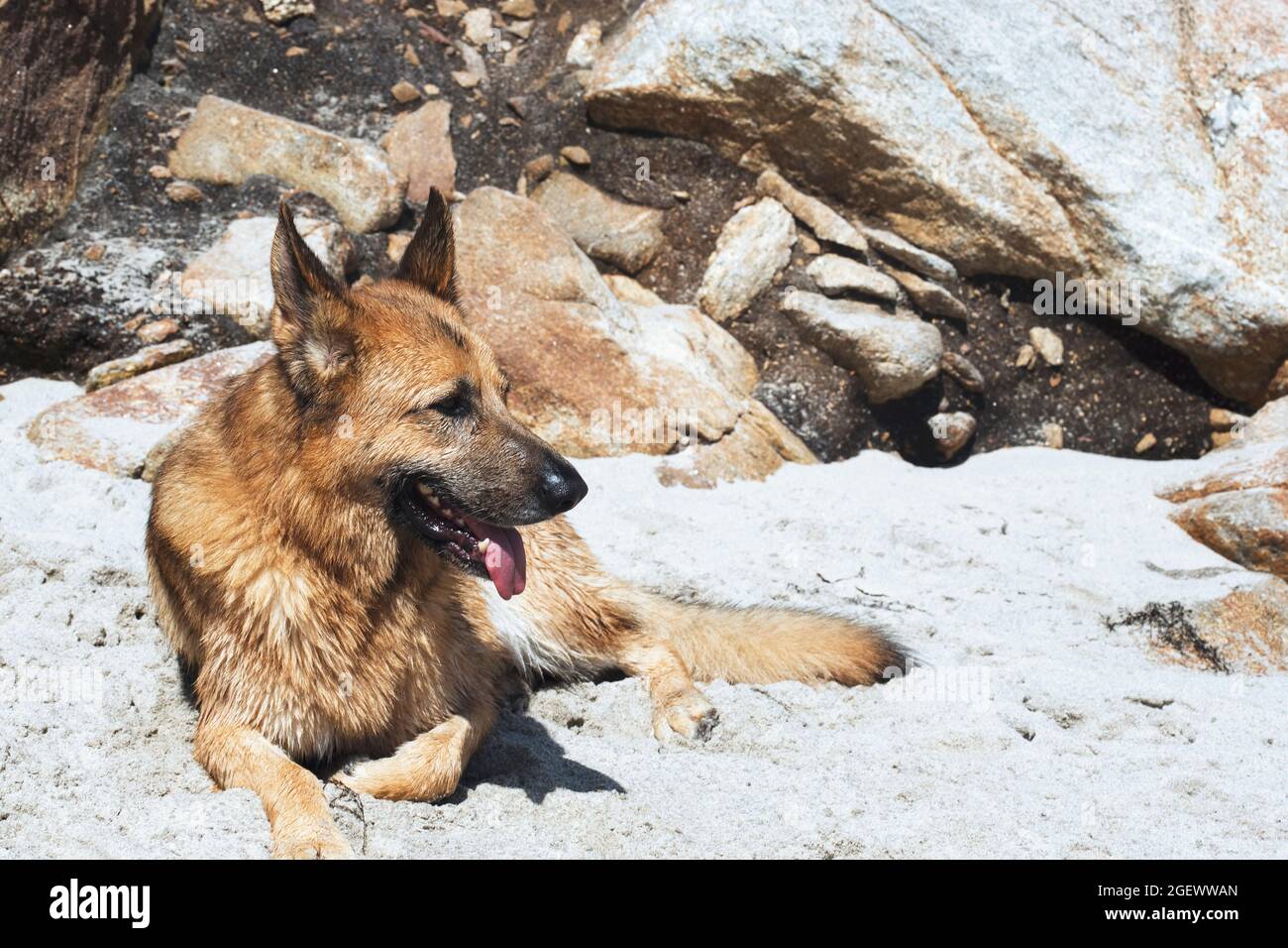 German shepherd dog on the beach Stock Photo - Alamy