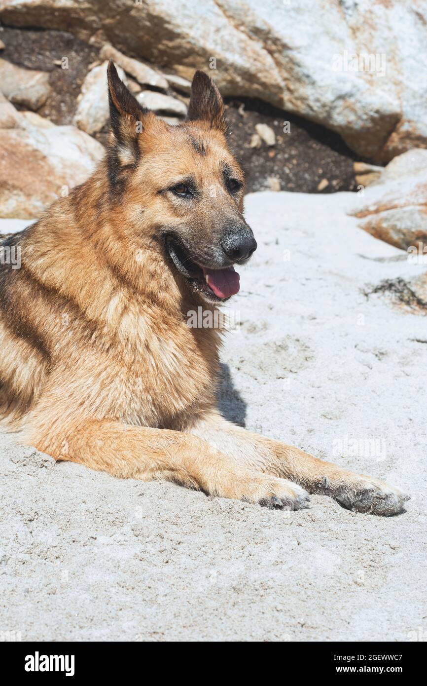German shepherd dog on the beach Stock Photo - Alamy
