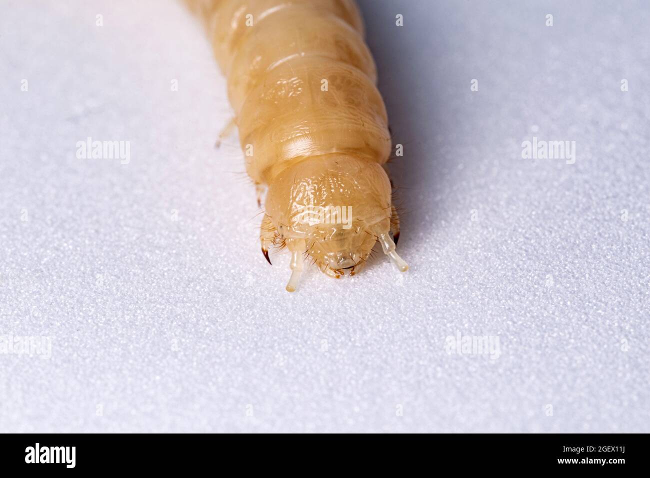 Superworm larvae hi-res stock photography and images - Alamy