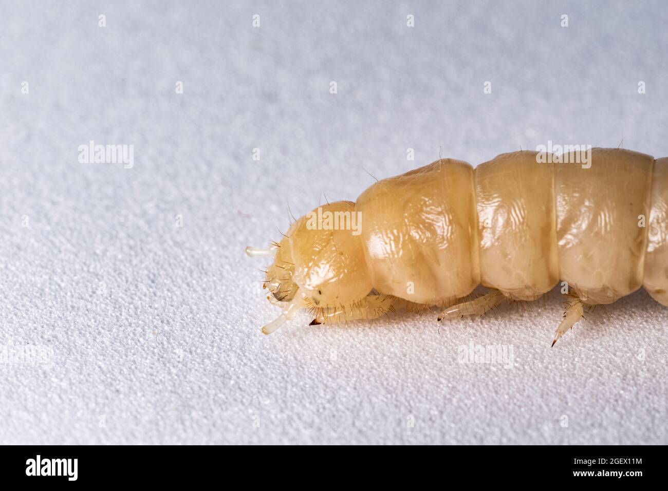 Superworm larvae hi-res stock photography and images - Alamy