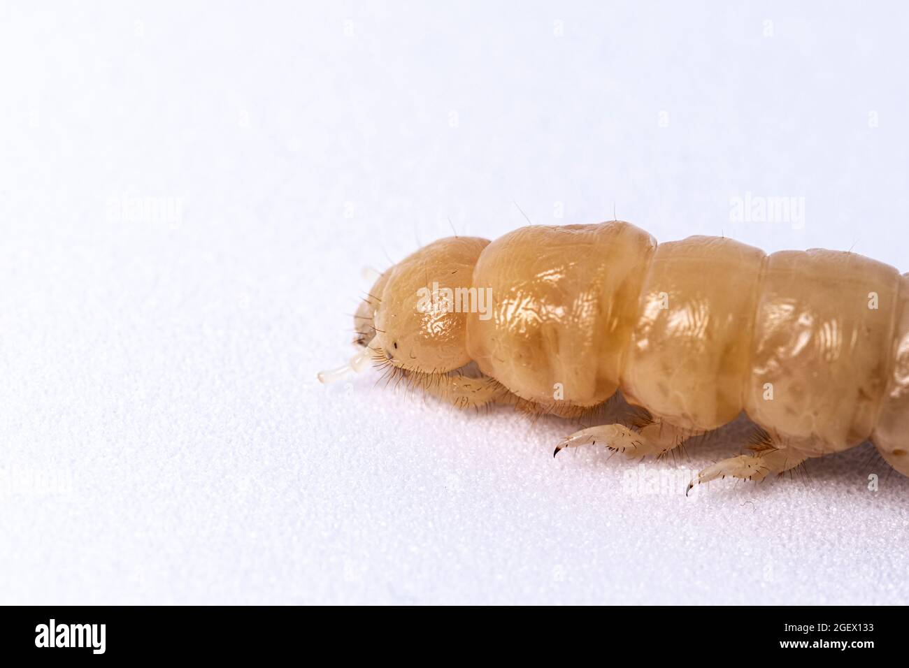 Insect larva after moulting. White larva without the hit carapace. Wood ...