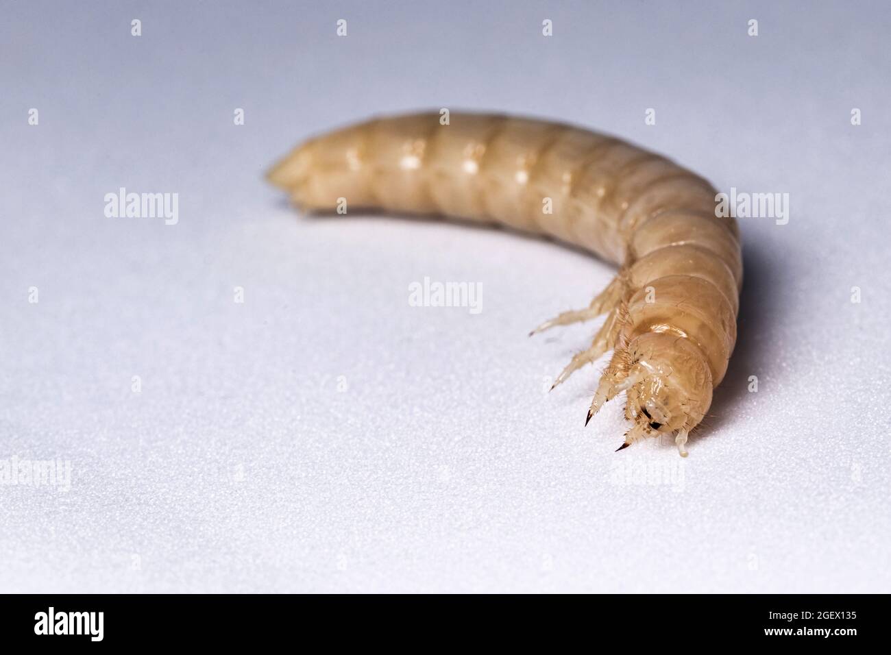 Insect larva after moulting. White larva without the hit carapace. Wood ...