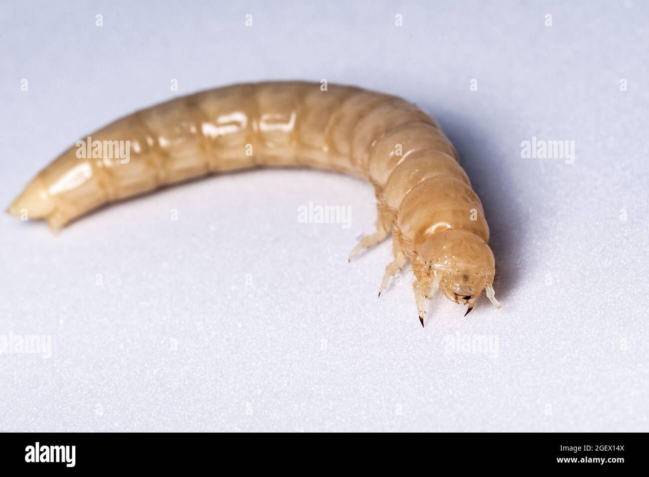 Insect larva after moulting. White larva without the hit carapace. Wood ...