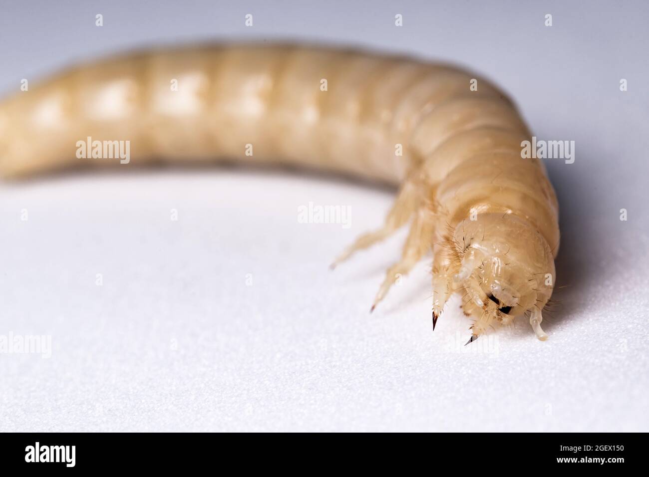 Moulted larvae hi-res stock photography and images - Alamy