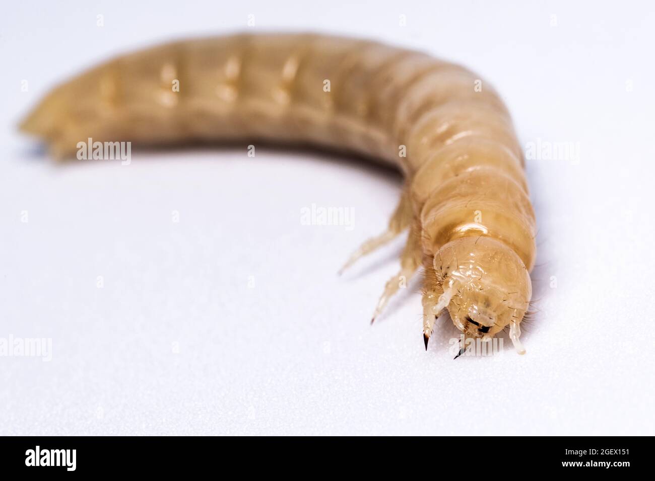 Insect larva after moulting. White larva without the hit carapace. Wood ...