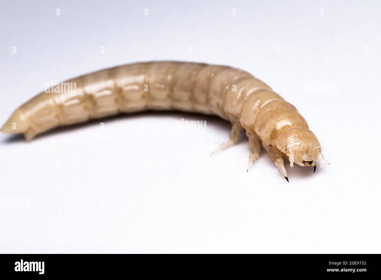 Insect larva after moulting. White larva without the hit carapace. Wood ...