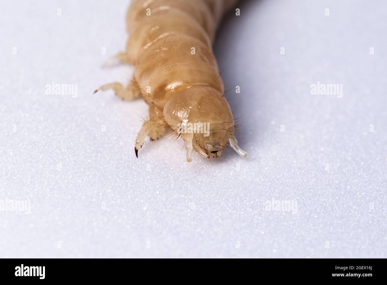 Insect larva after moulting. White larva without the hit carapace. Wood ...
