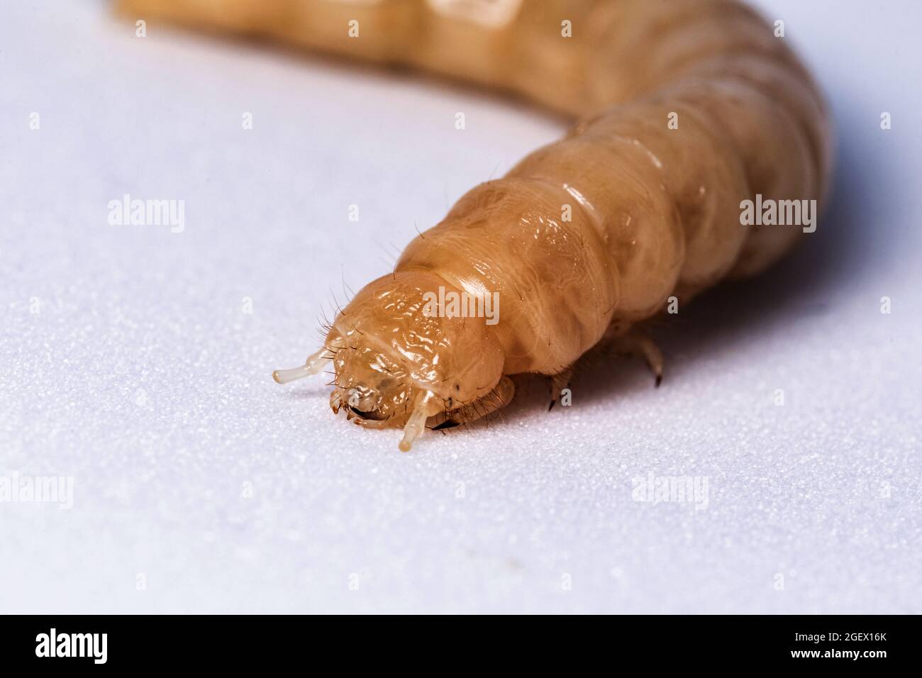 Superworm larvae hi-res stock photography and images - Alamy
