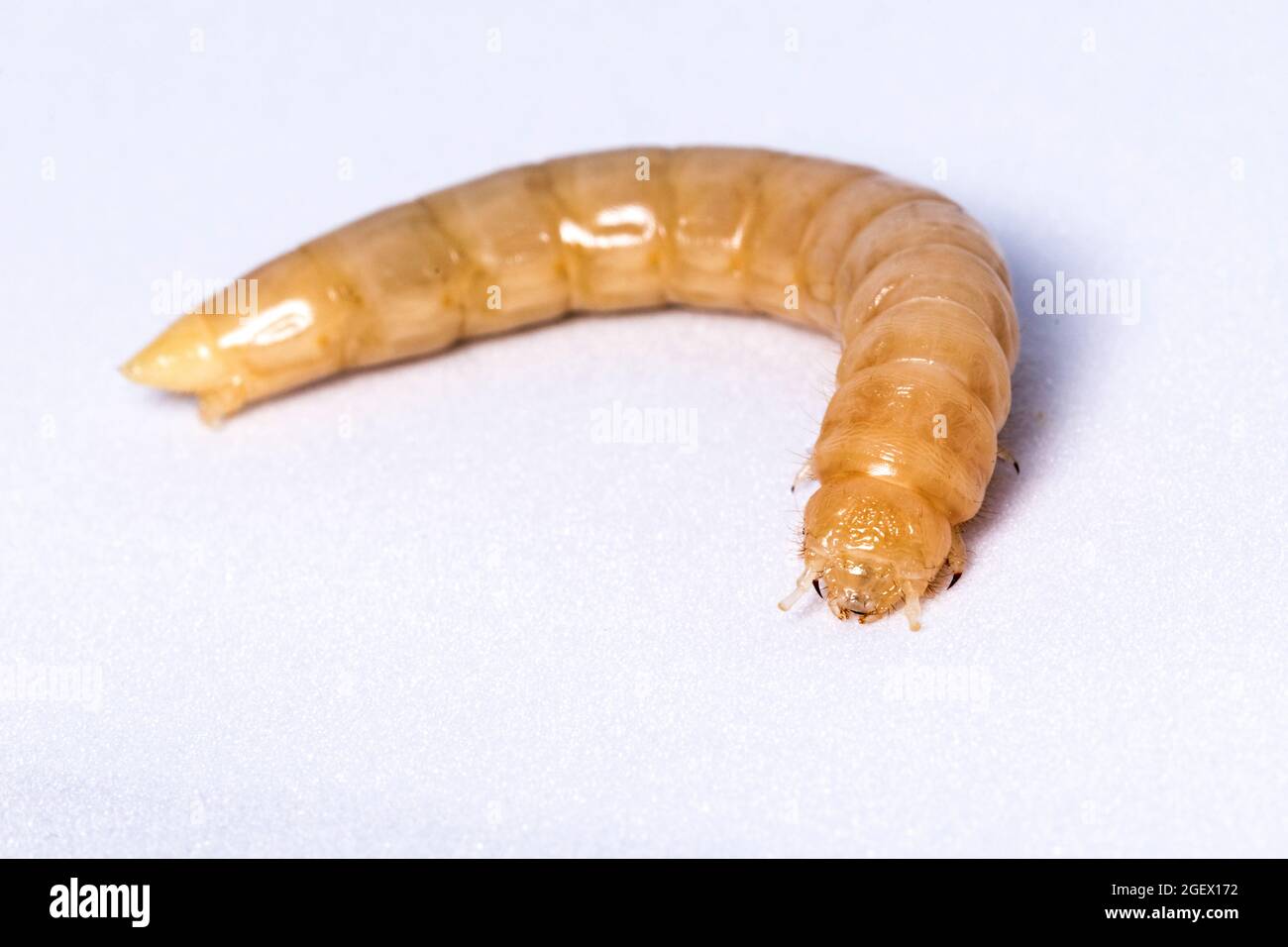 Insect larva after moulting. White larva without the hit carapace. Wood ...