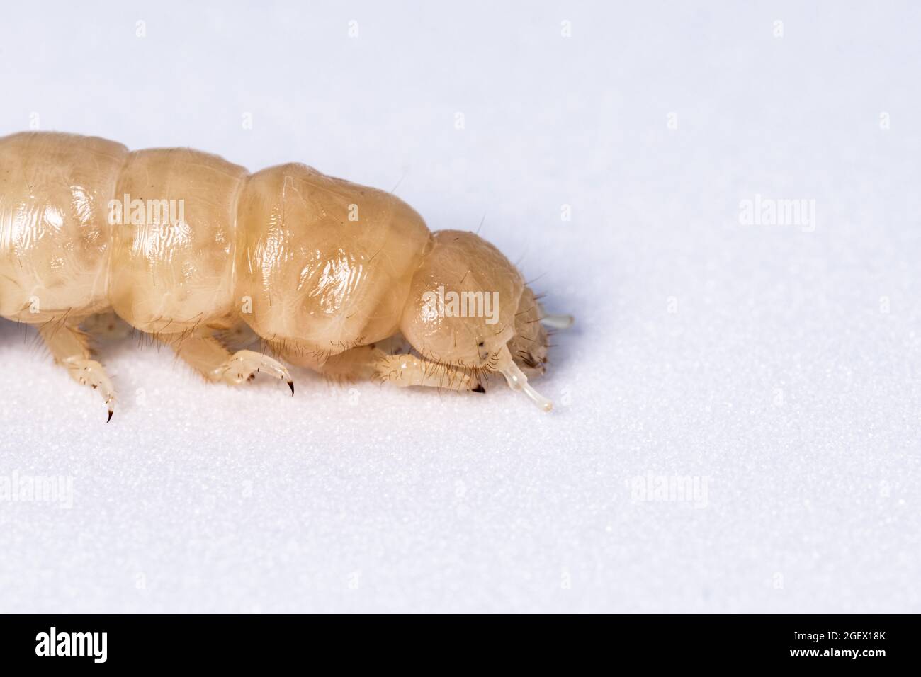 Termite Larvae Vs Maggots