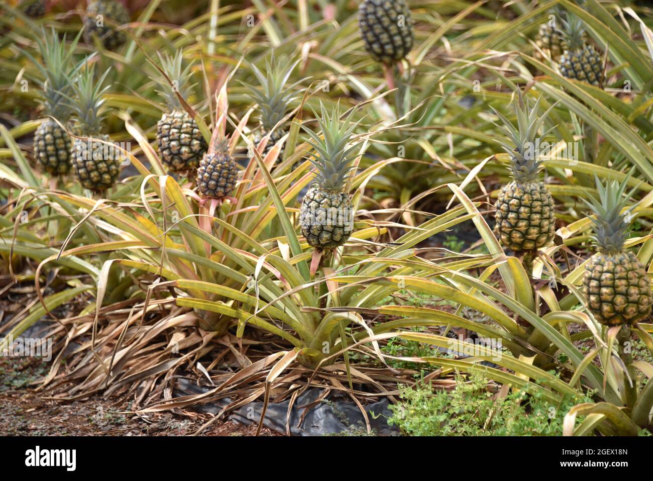 Dole plantation pineapple maze hi-res stock photography and images - Alamy